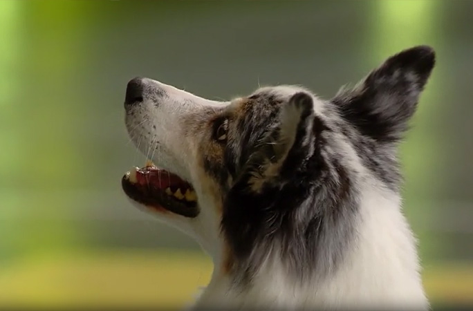 Daiquiri the dog is so talented he just broke ANOTHER record ...