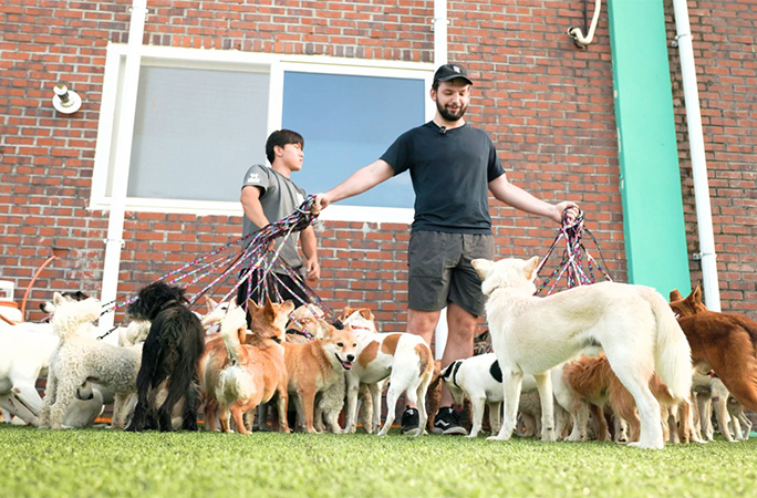 How many pooches did this record-breaking dog walker walk at the same ...