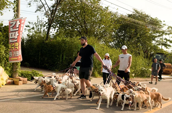 How many pooches did this record-breaking dog walker walk at the same ...