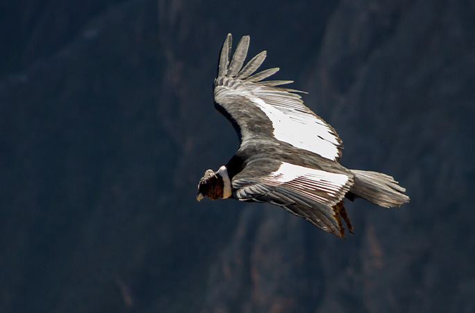 Birds with superpowers: these are the world’s most amazing feathered ...