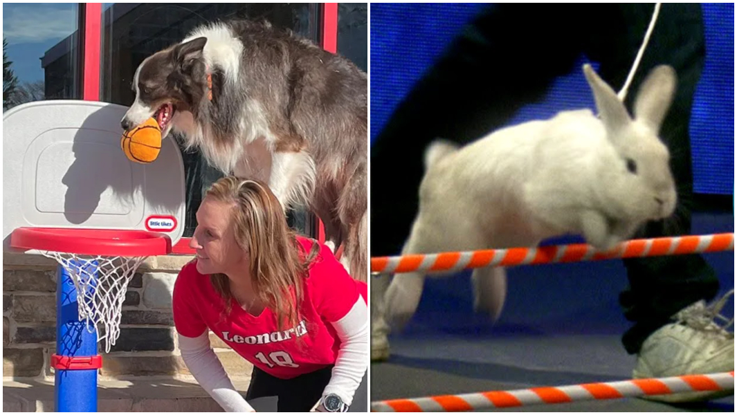 It’s Love your Pet Day! 5 amazing pets who have broken records ...