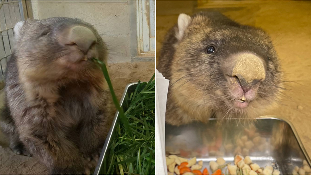 Meet the adorable Wain, world's oldest wombat! | Guinness World Records