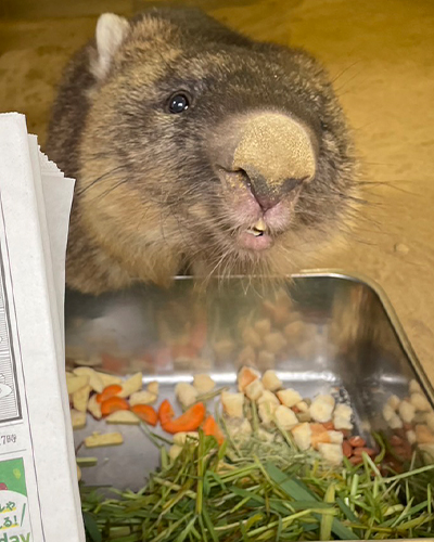 Meet the adorable Wain, world's oldest wombat! | Guinness World Records