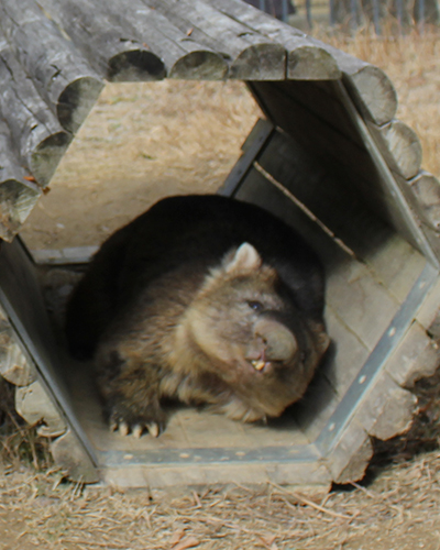 Meet the adorable Wain, world's oldest wombat! | Guinness World Records