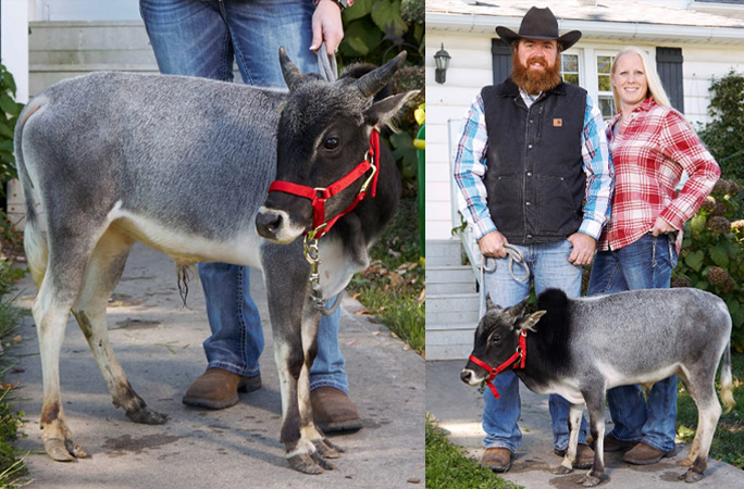 Small but mighty: meet the world’s shortest animals! | Guinness World ...