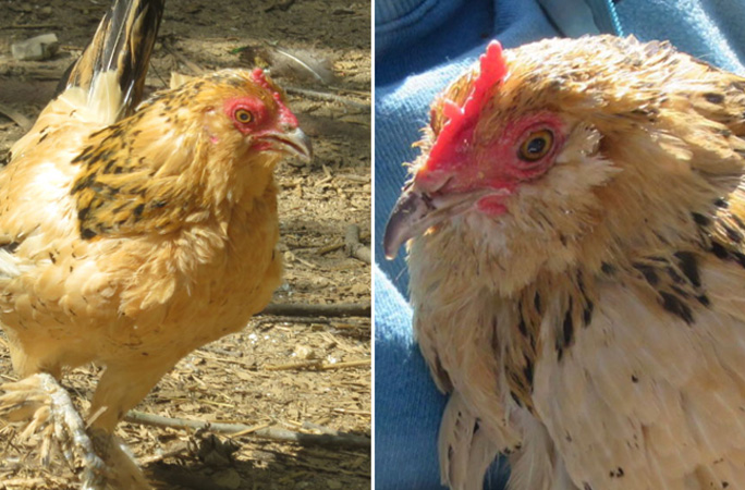 These are the OLDEST ANIMALS in the world, and they’re adorable ...