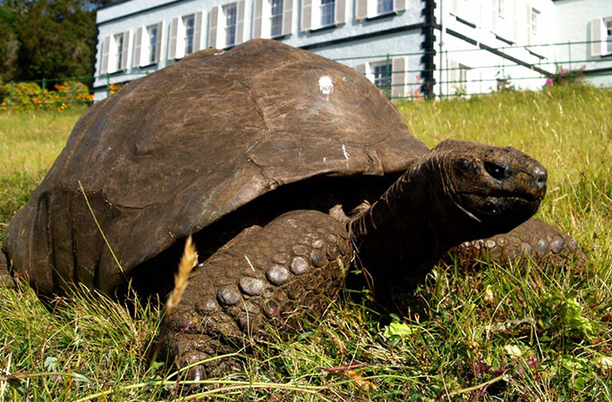 These are the OLDEST ANIMALS in the world, and they’re adorable ...