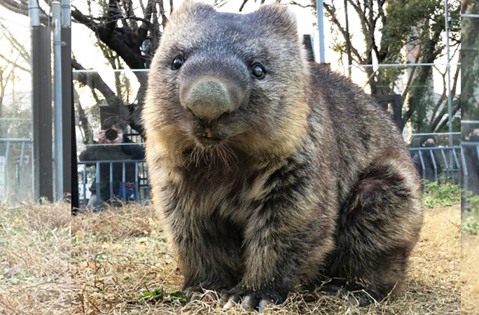 These are the OLDEST ANIMALS in the world, and they’re adorable ...