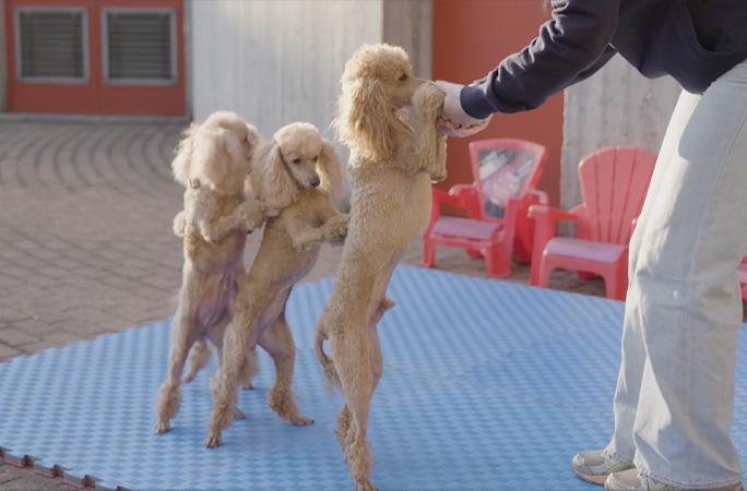 This 13-year-old dog whisperer and her poodles set a world record ...