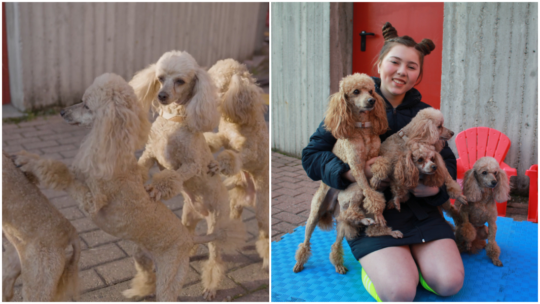 This 13-year-old dog whisperer and her poodles set a world record ...