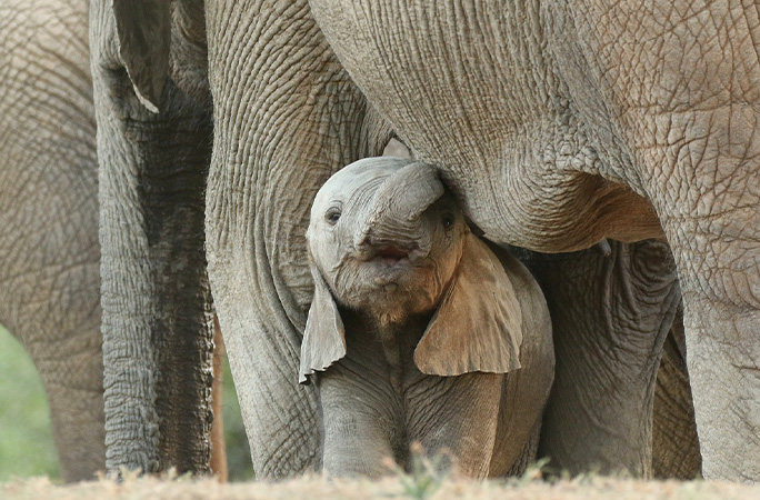 Endangered Species Day: Record-breaking animals we need to protect ...