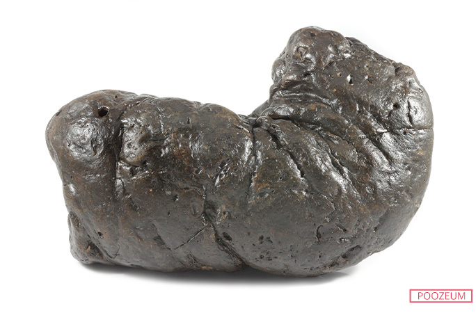 Welcome to the Poozeum... a museum of fossilized POO | Guinness World ...