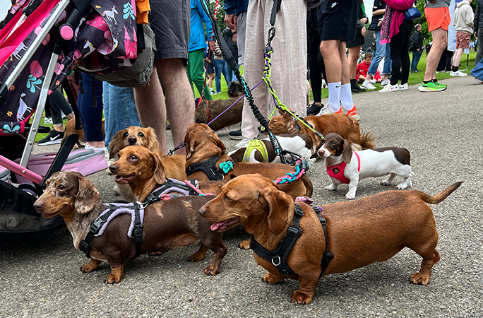 Meet the record-breaking dogs fetching frisbees, fun and fame ...