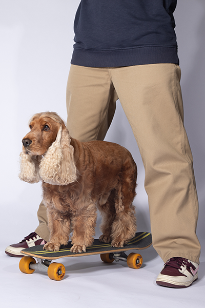 Meet the record-breaking dogs fetching frisbees, fun and fame ...