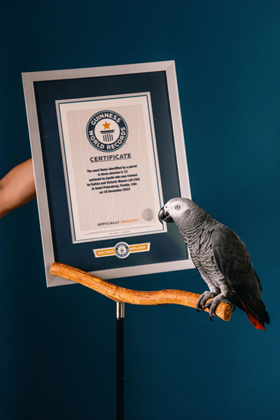 Meet Apollo, the record-breaking parrot who is as smart as a human ...