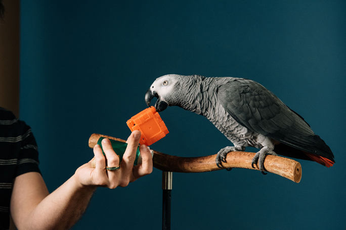Meet Apollo, the record-breaking parrot who is as smart as a human ...
