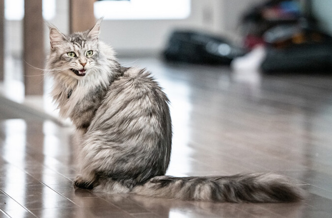 International Cat Day: 5 furry felines who clawed their way into the ...