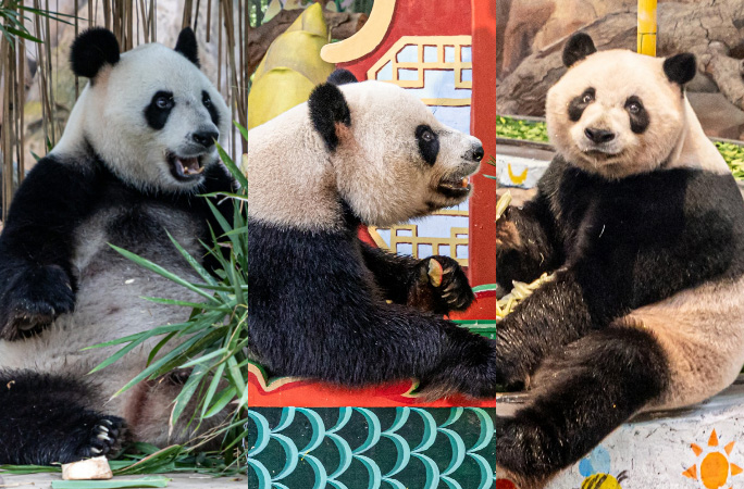 The oldest giant panda triplets turned 10! | Guinness World Records