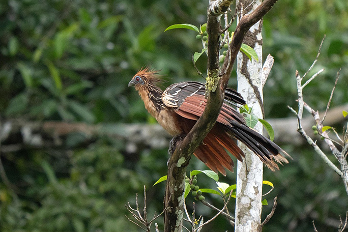 From animal farts to smelly planets, these are the world’s STINKIEST ...