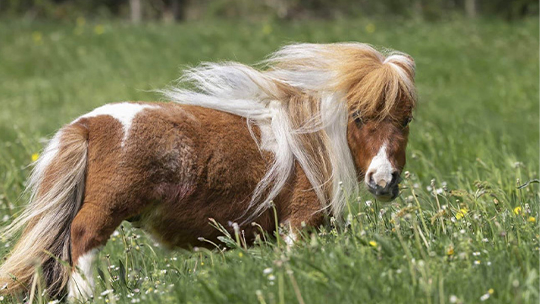 Home | Guinness World Records