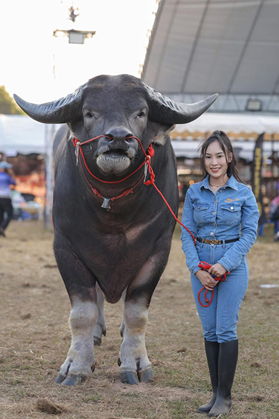 Meet King Kong, the world’s TALLEST water buffalo! | Guinness World Records