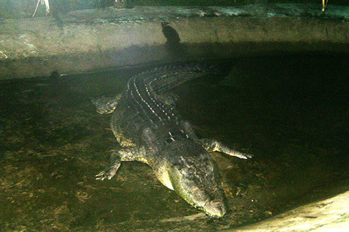 Amazing reptile records: the world’s largest, tiniest, fastest and more ...