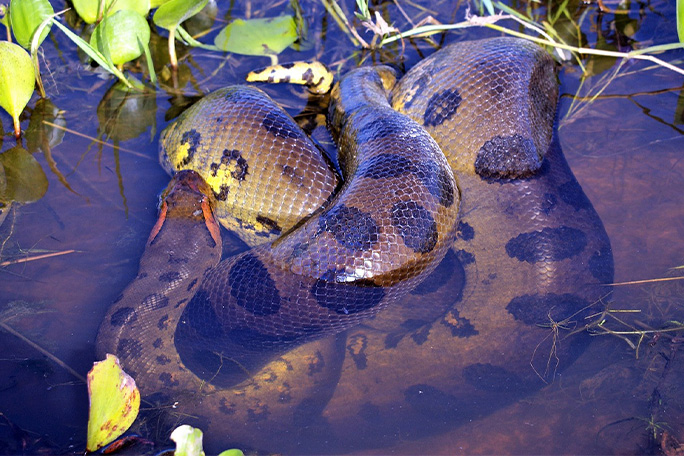Amazing reptile records: the world’s largest, tiniest, fastest and more ...