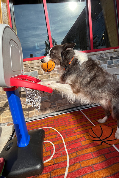 World’s coolest dog Leonard plays basketball, paints masterpieces and ...