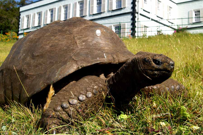 Amazing reptile records: the world’s largest, tiniest, fastest and more ...