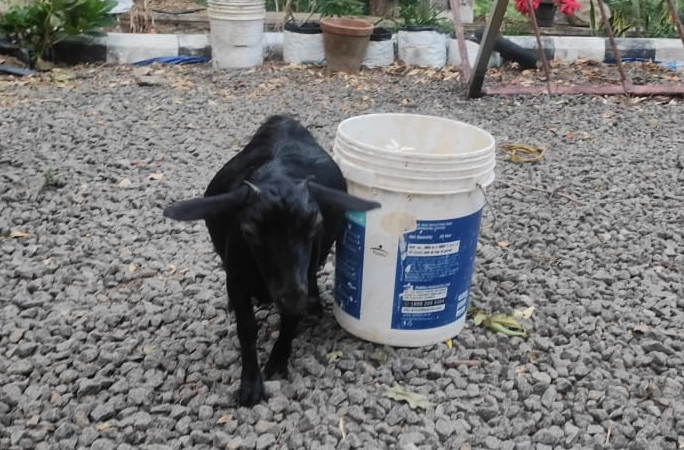 Meet Karumbi, the world’s shortest goat! | Guinness World Records