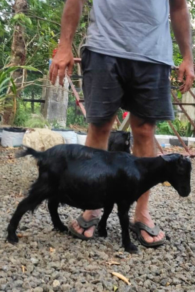 Meet Karumbi, the world’s shortest goat! | Guinness World Records