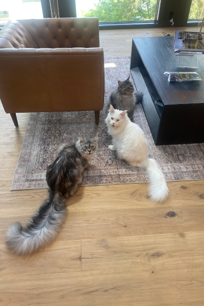 Meet Mr. Pugsley Addams, a purr-fect cat with the world’s longest tail ...